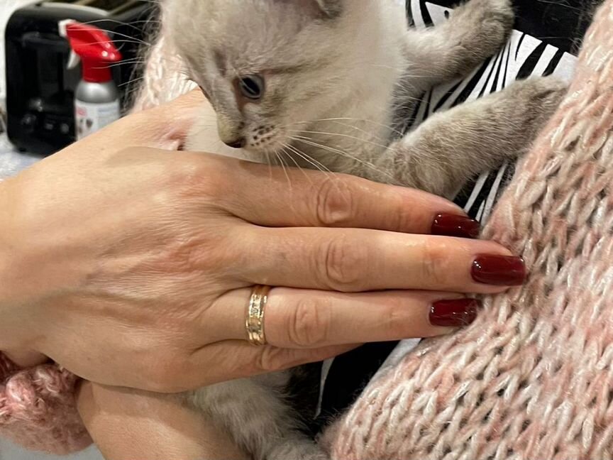 Котенок по имени Ваннесса ищет дом