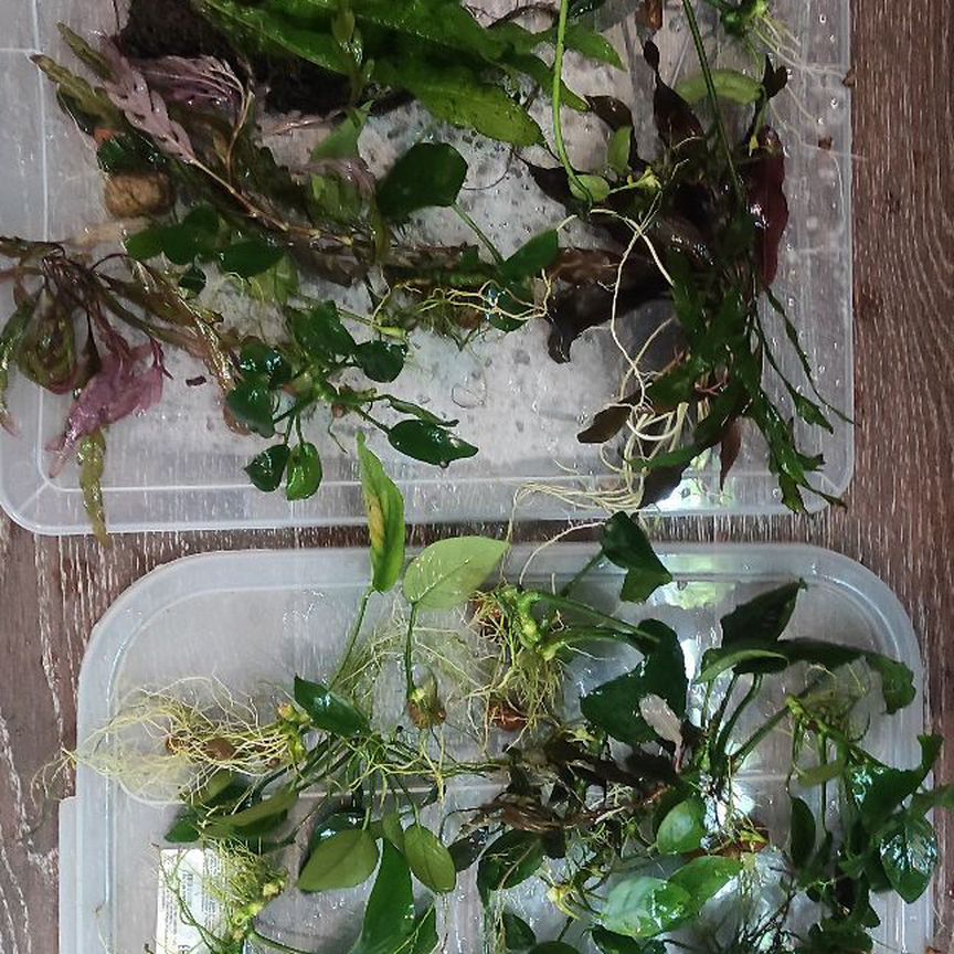 Прополка Анубиса и др