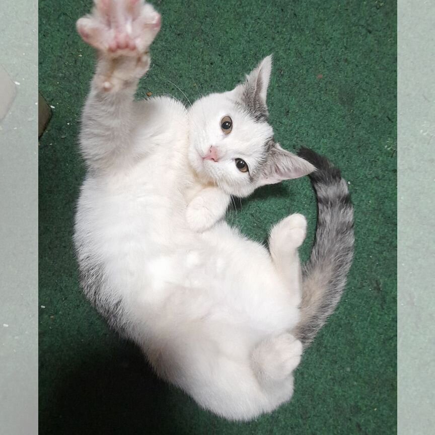 Котята в добрые руки бесплатно девочка