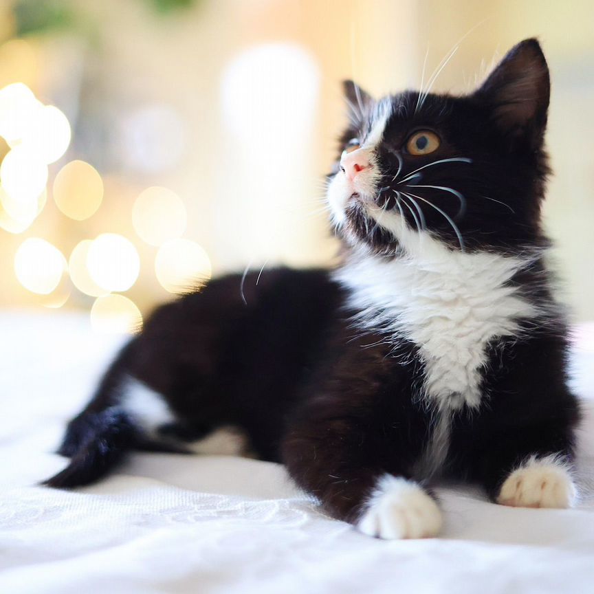 Котёнок для тепла и счастья