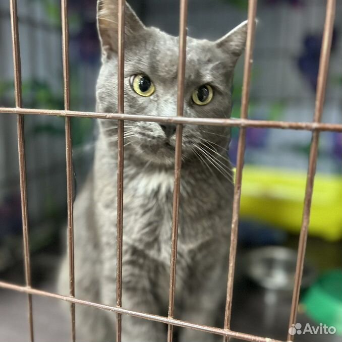 Русская голубая кошка ищет дом
