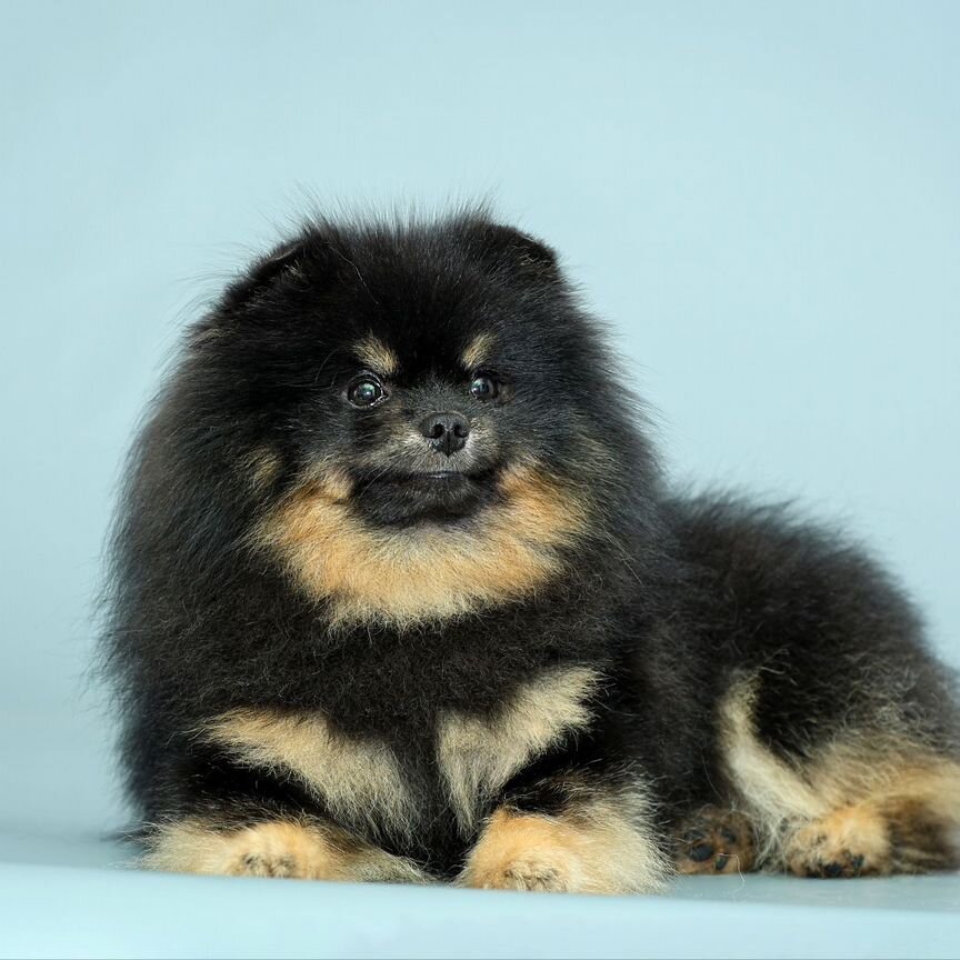 Померанский шпиц