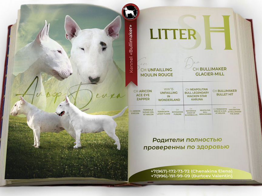 Бультерьер