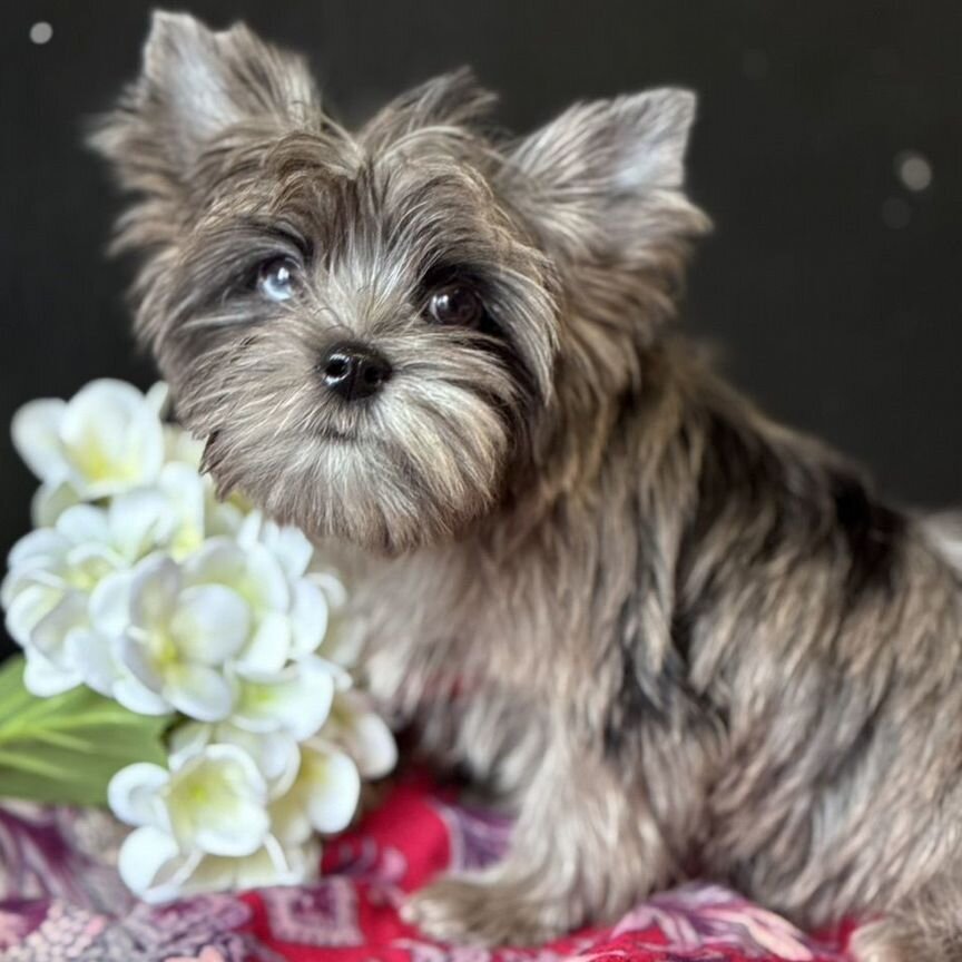 Йоркширский терьер, щенок