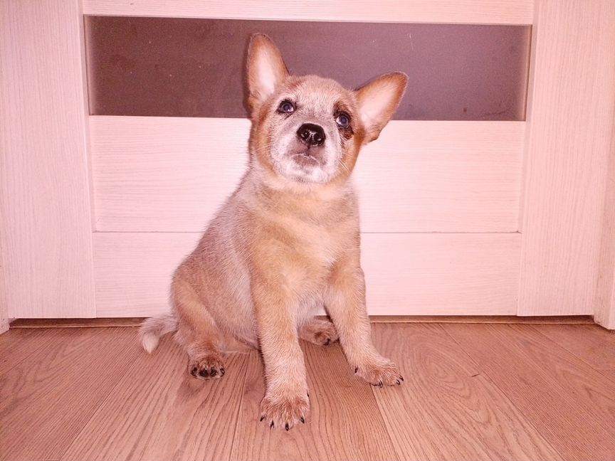 Щенки австралийской пастушьей собаки