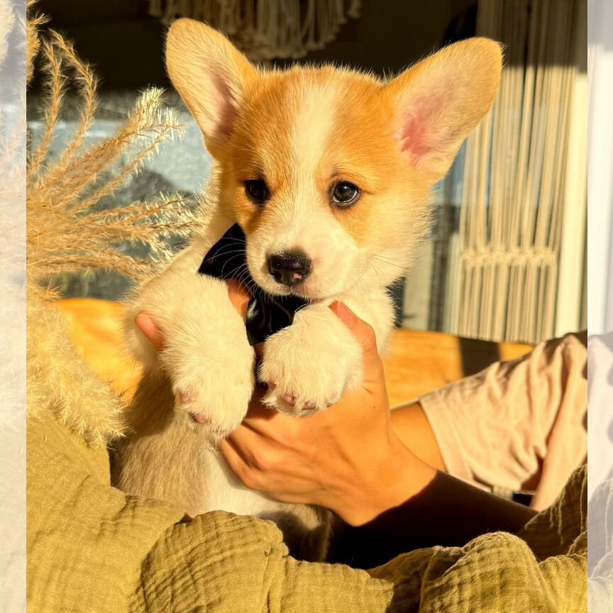 Милаш-щенок кобель вельш корги пемброк