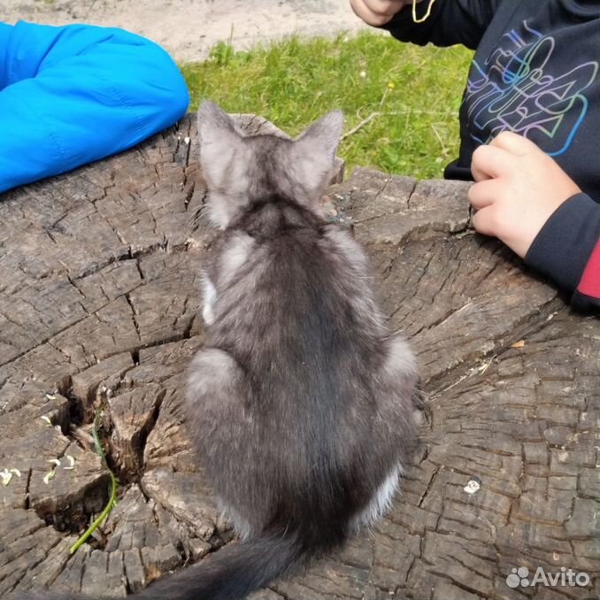 Нашёлся котёнок в школе номер 6