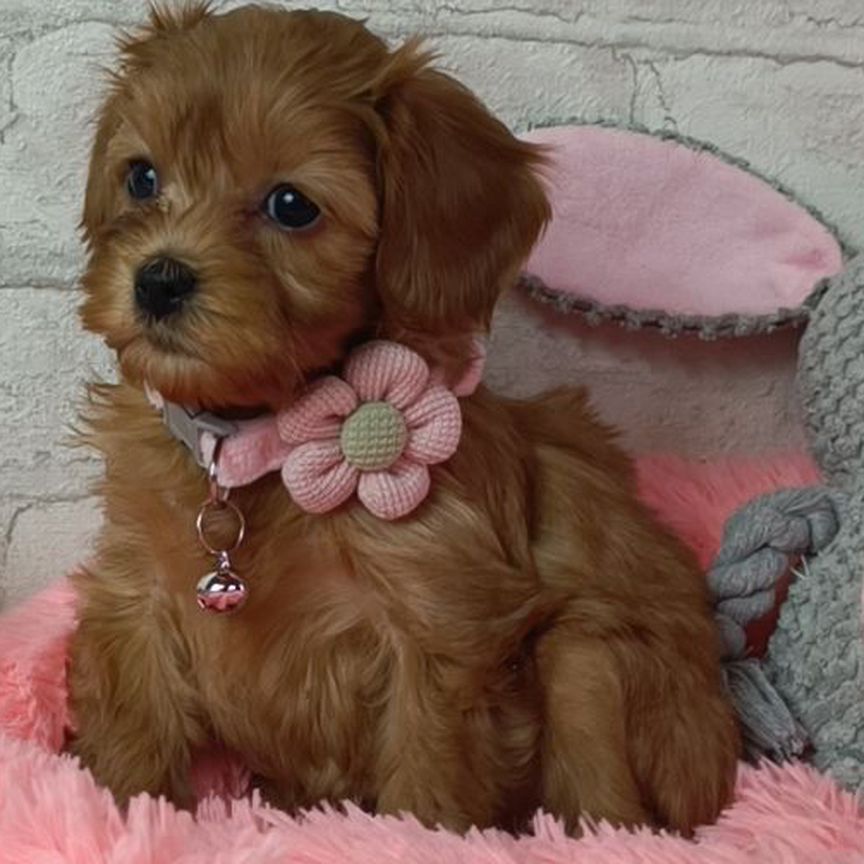 Мальтипу, щенок