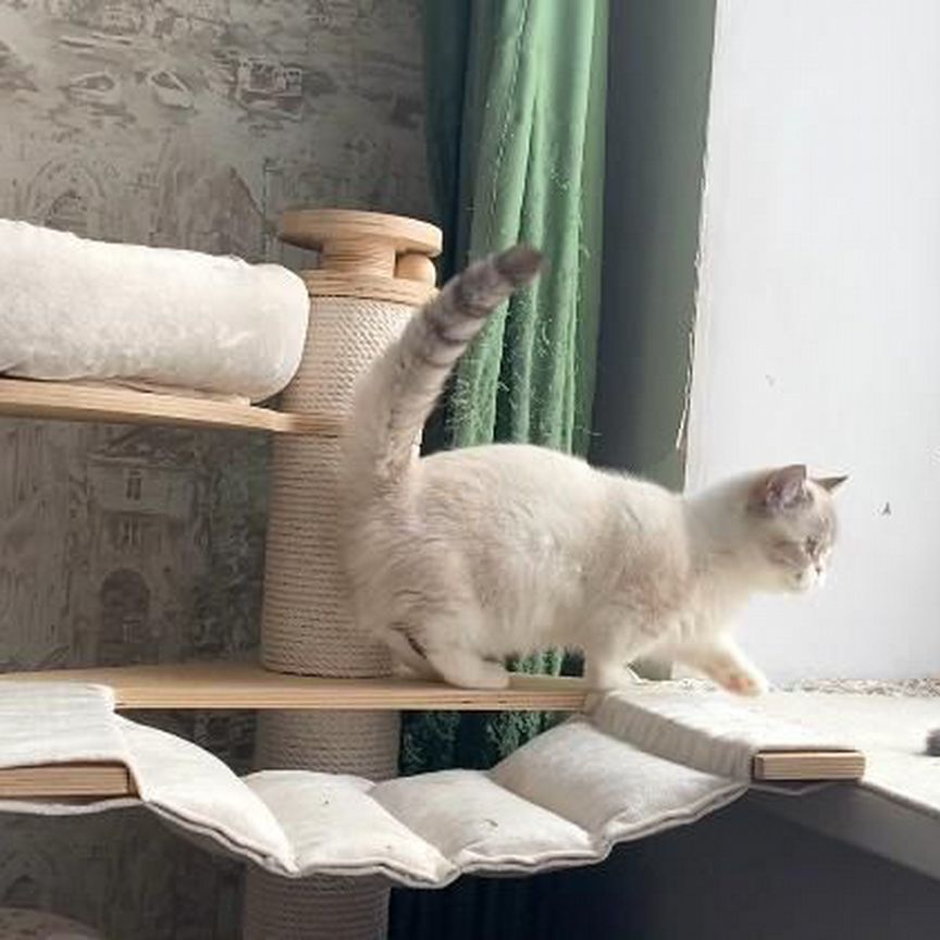 Коротколапый манчкин