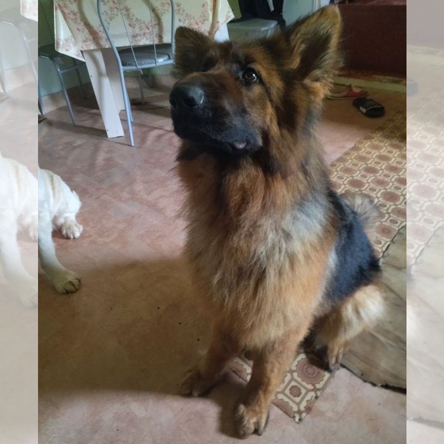 Немецкая овчарка длинношерстная