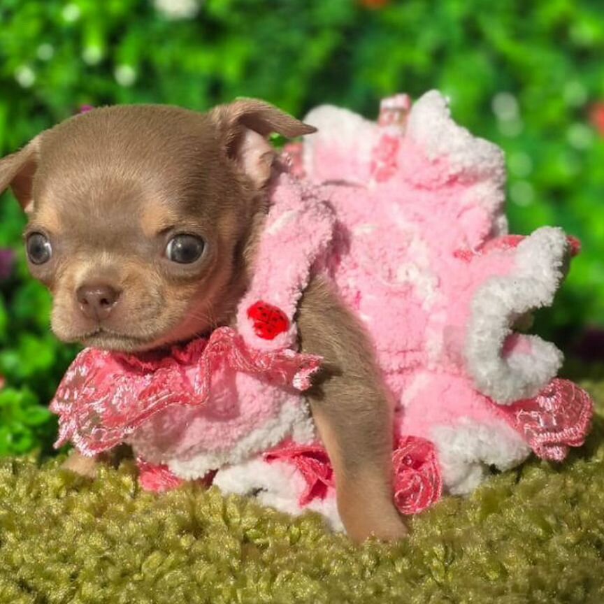 Чихуахуа мини девочка куколка