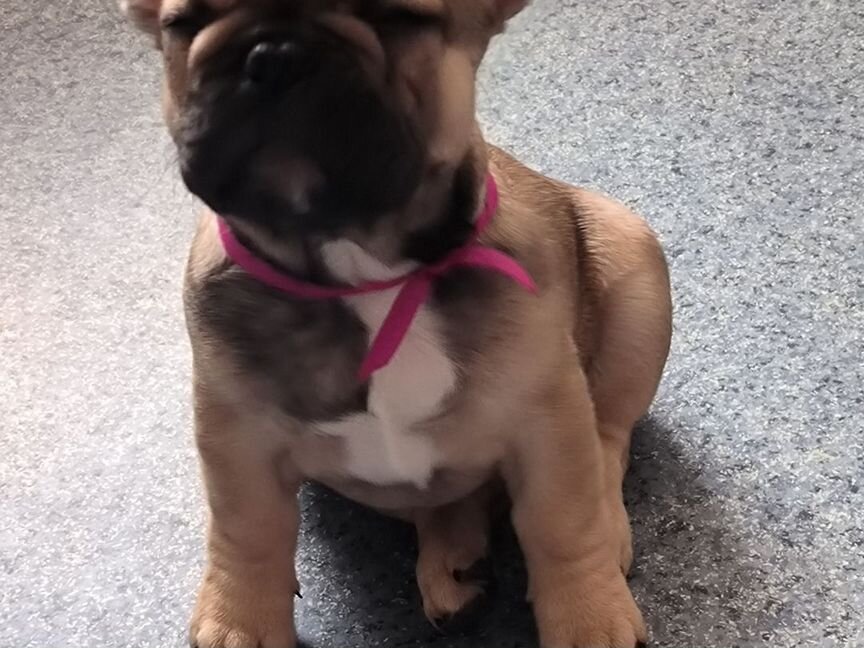 Французский бульдог