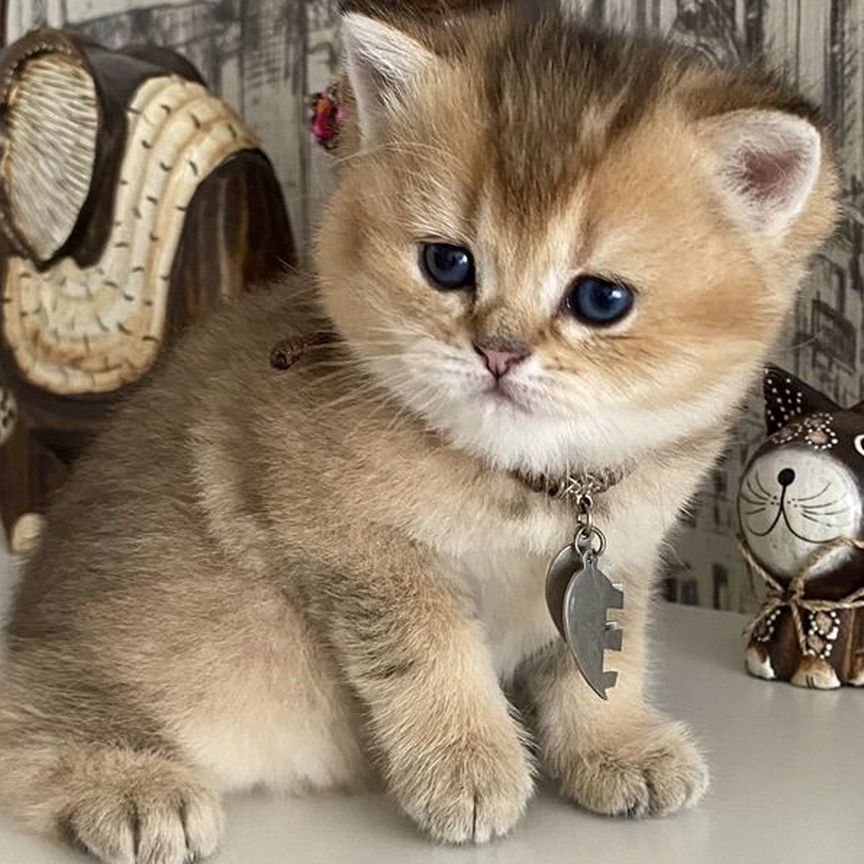 Британский короткошёрстный котёнок