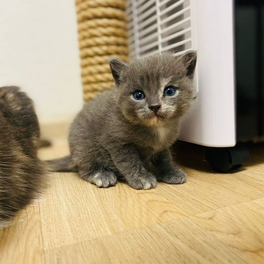 Котята манчкин
