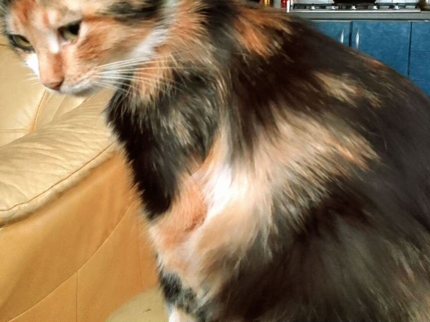 Кошка-Крысоловка