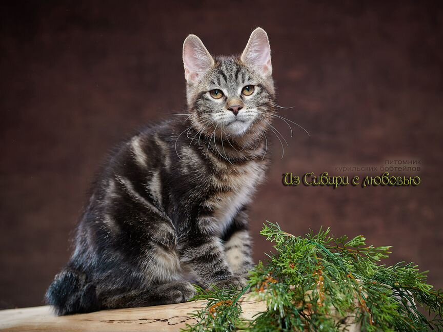 Котик по имени Спутник