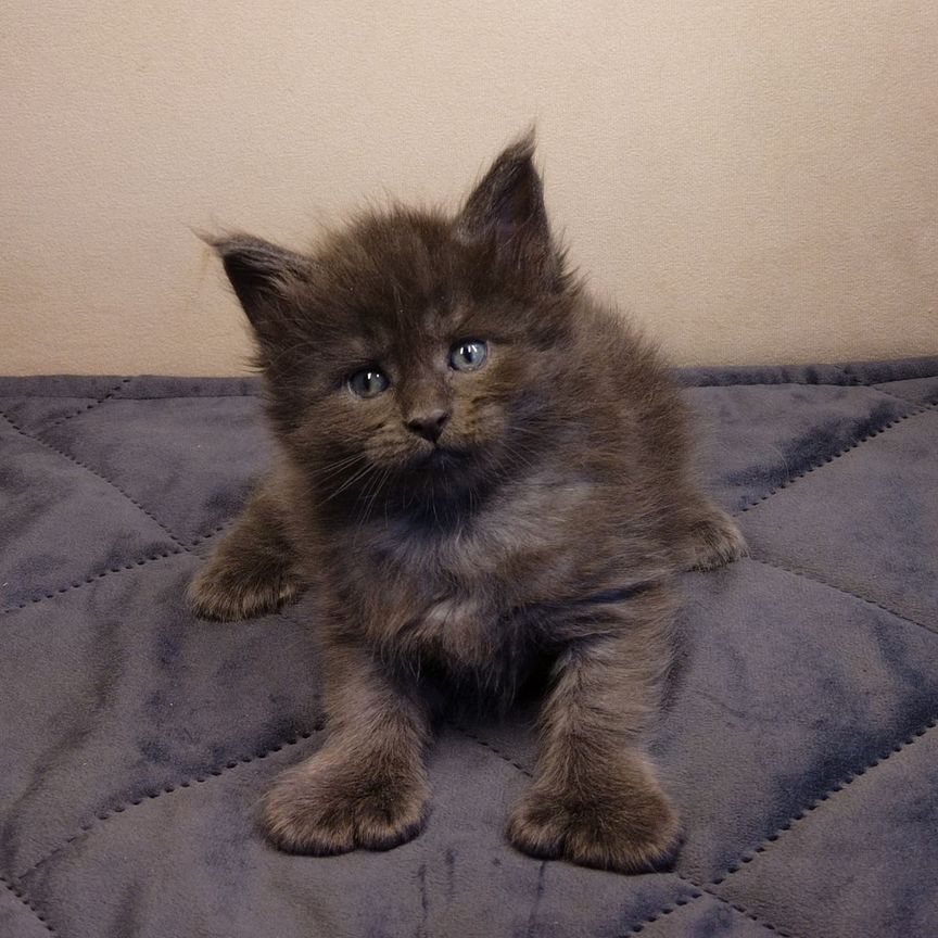 Девочка мейн-кун полидакт