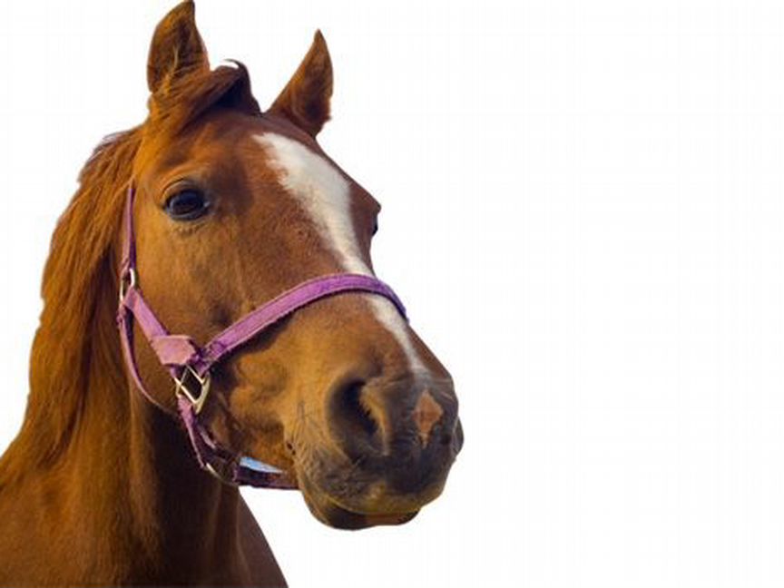 Конная амуниция сбруя высокого качества