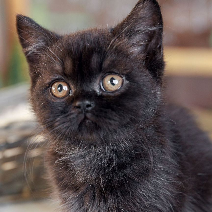 Британская чёрная кошечка