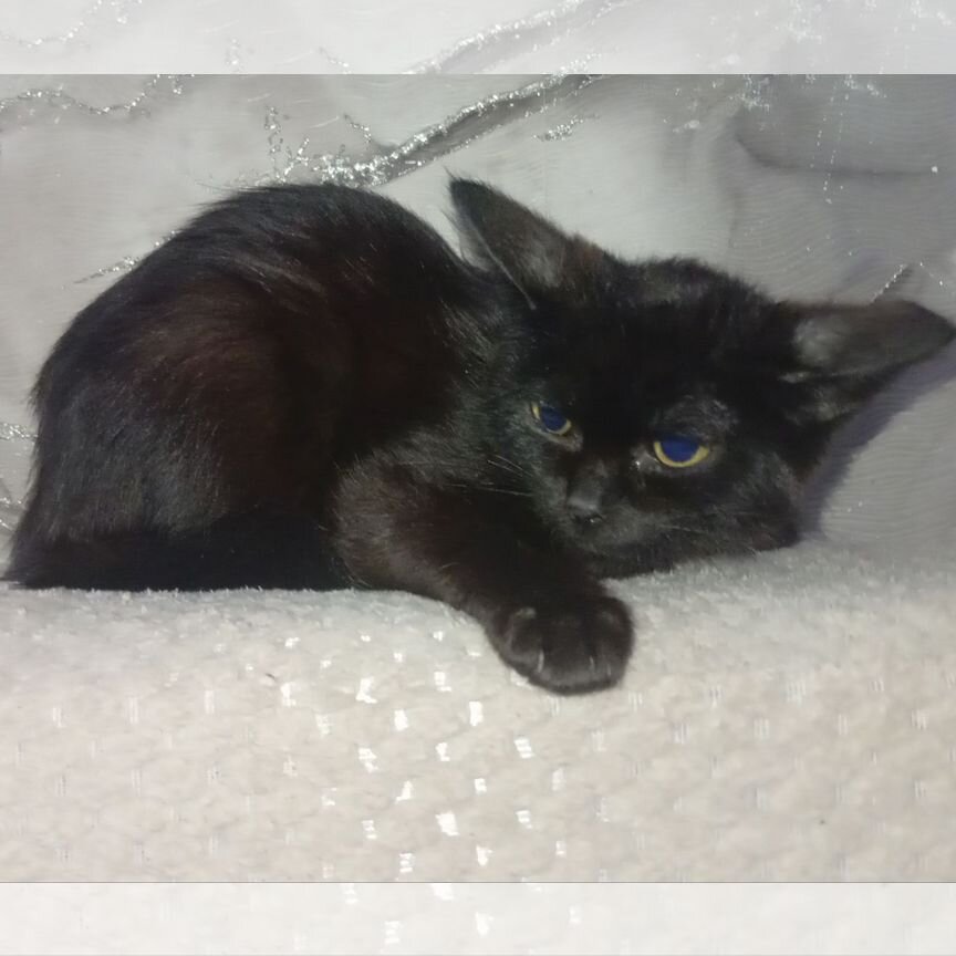 Котёнок в добрые руки