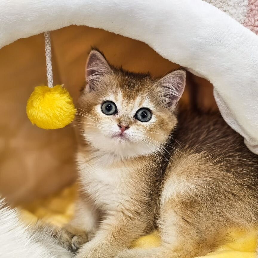 Британские котята золотая шиншилла