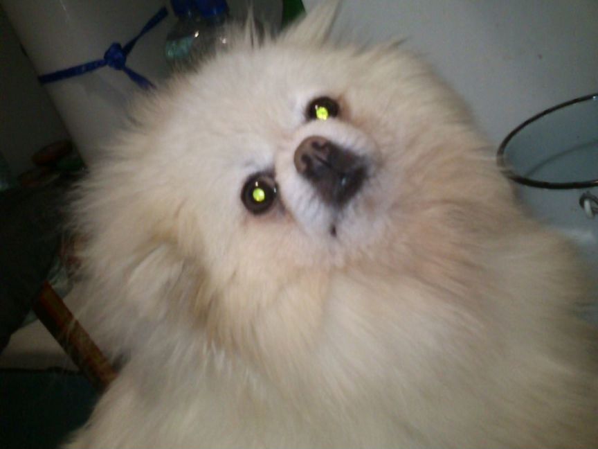 Померанский шпиц девочка продам