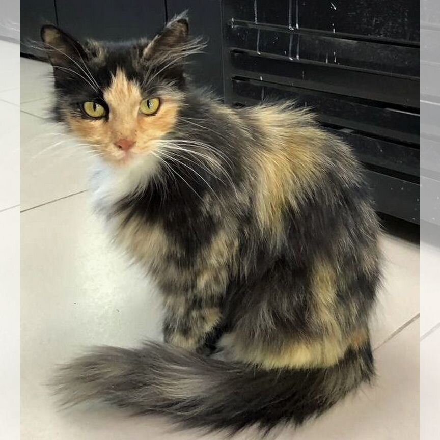 Кошка на улице