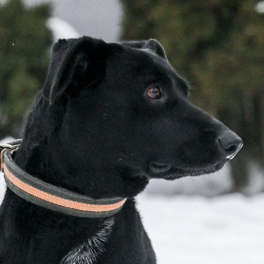 Помесь гончая