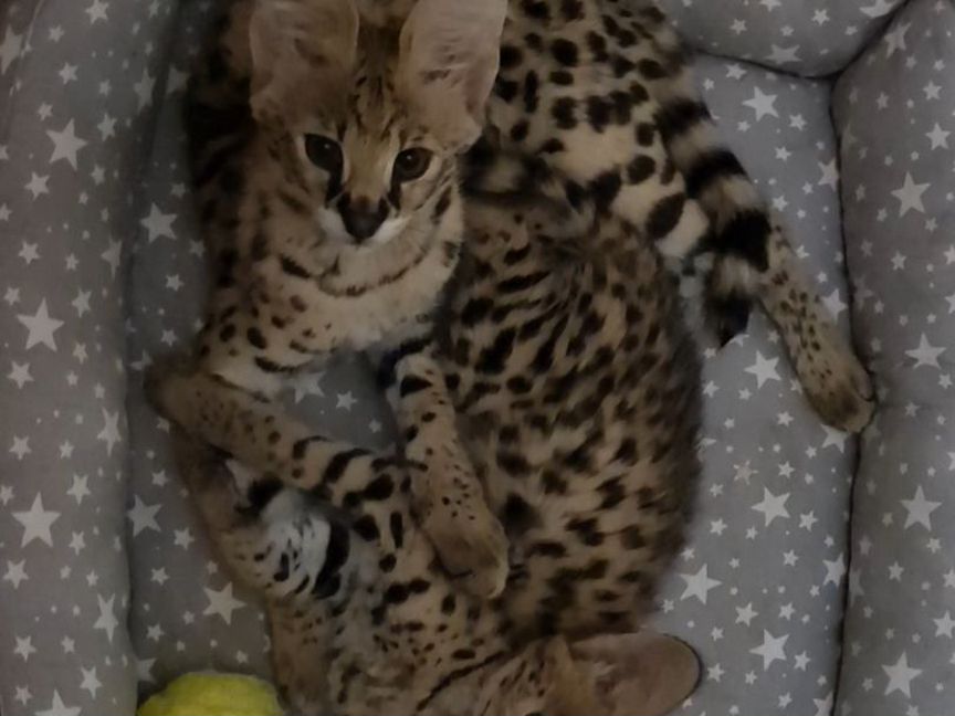 Девочка savanna