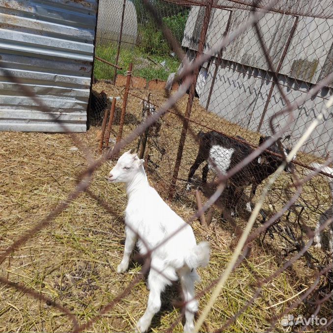 Продается козлик 2 месяца на племя