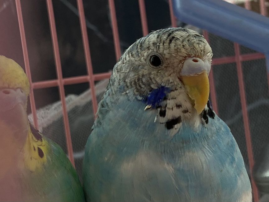 Волнистый попугай