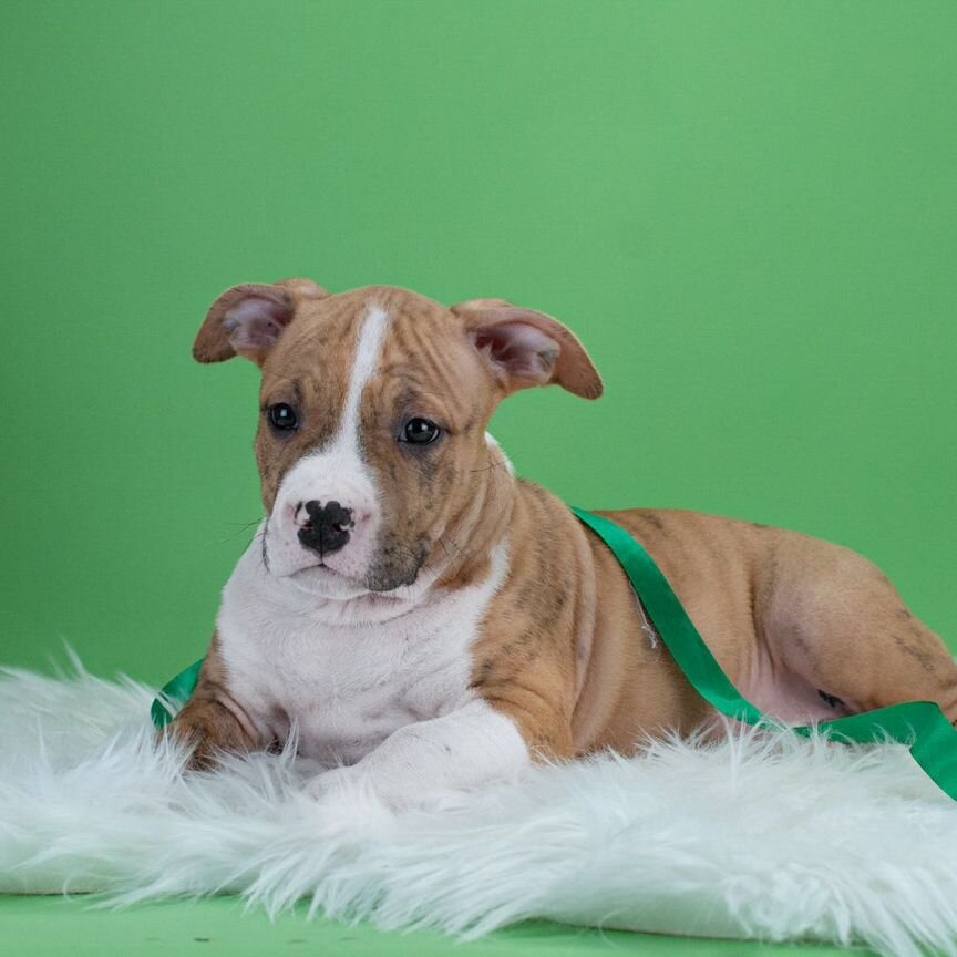 Щенок Американского стаффорширского терьера