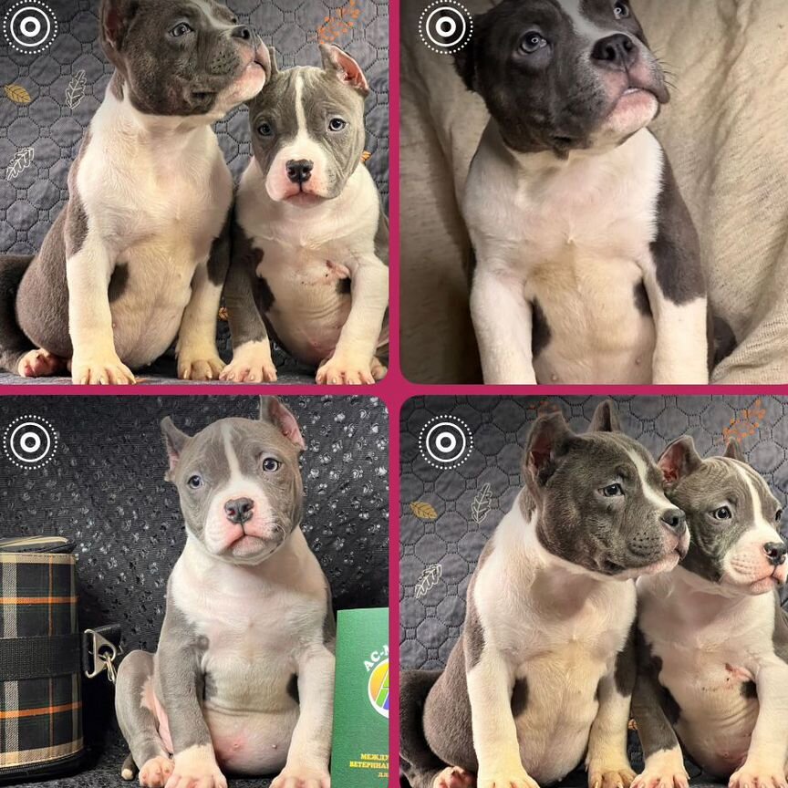 Американский булли, взрослая собака