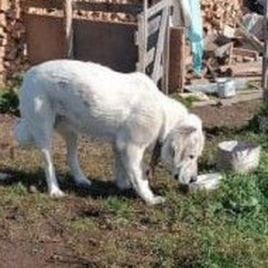 Собака алабай бесплатно девочка