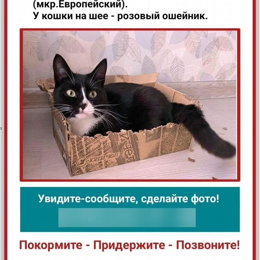 Потерялась кошка Черно-белая