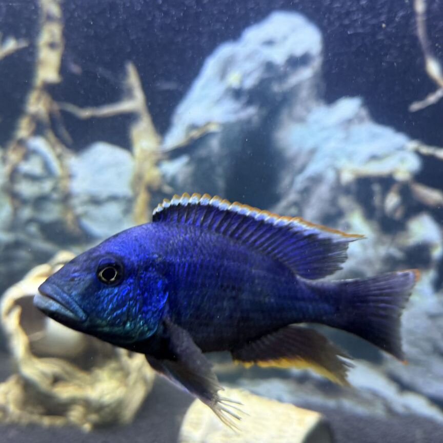 Малавийские цихлиды