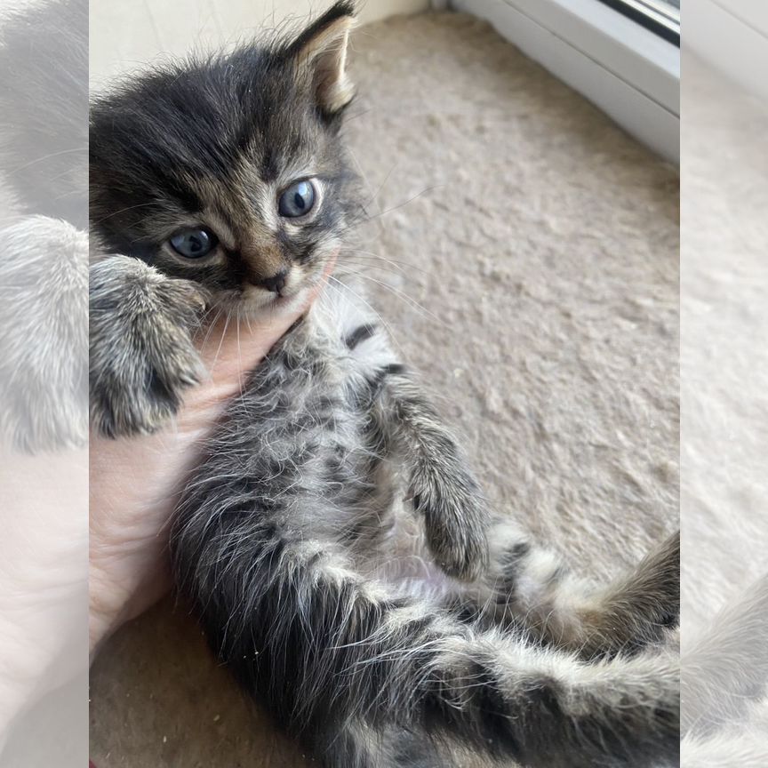 Котята