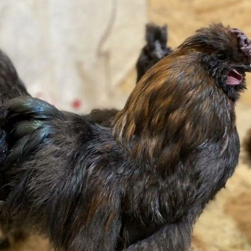 Петух китайский шелковый