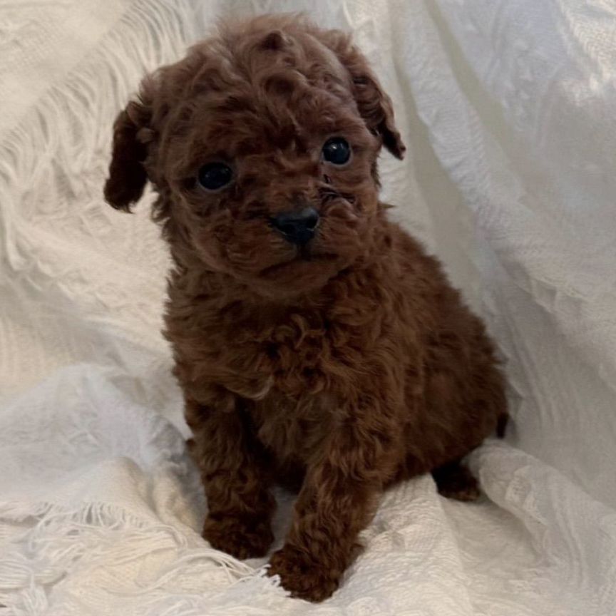 Той-пудель, щенок