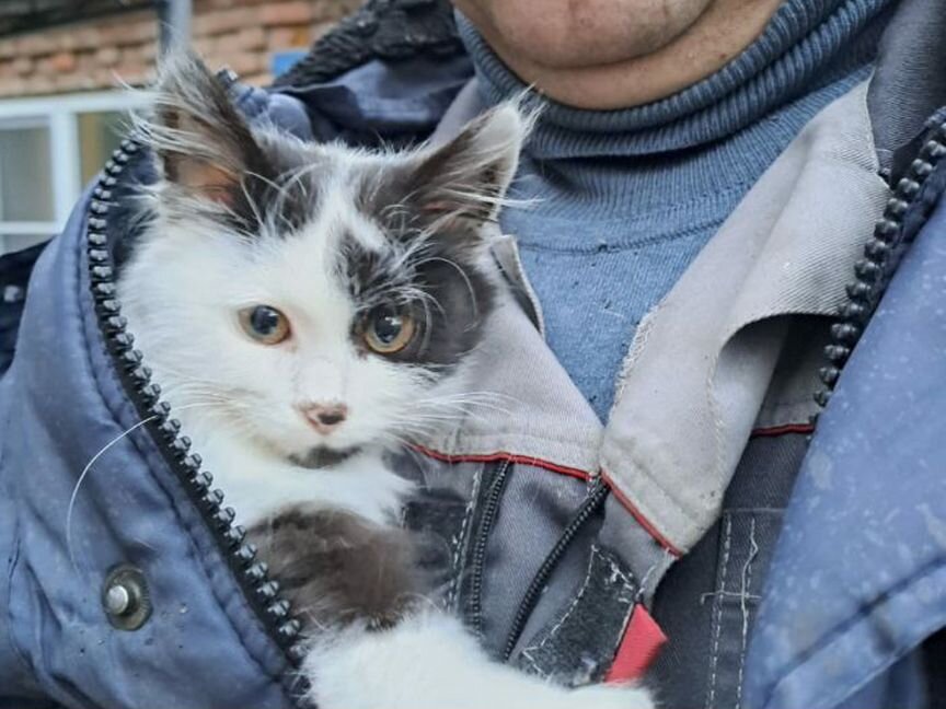 Отдам бесплатно в хорошие руки. Мальчик