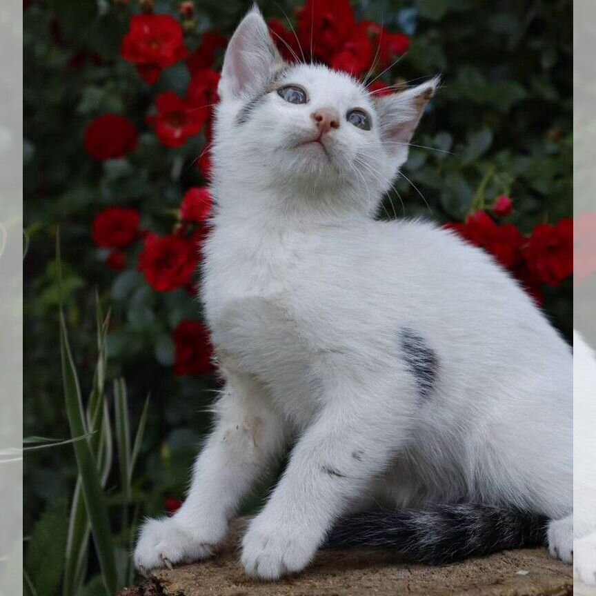 Котёнок в добрые руки