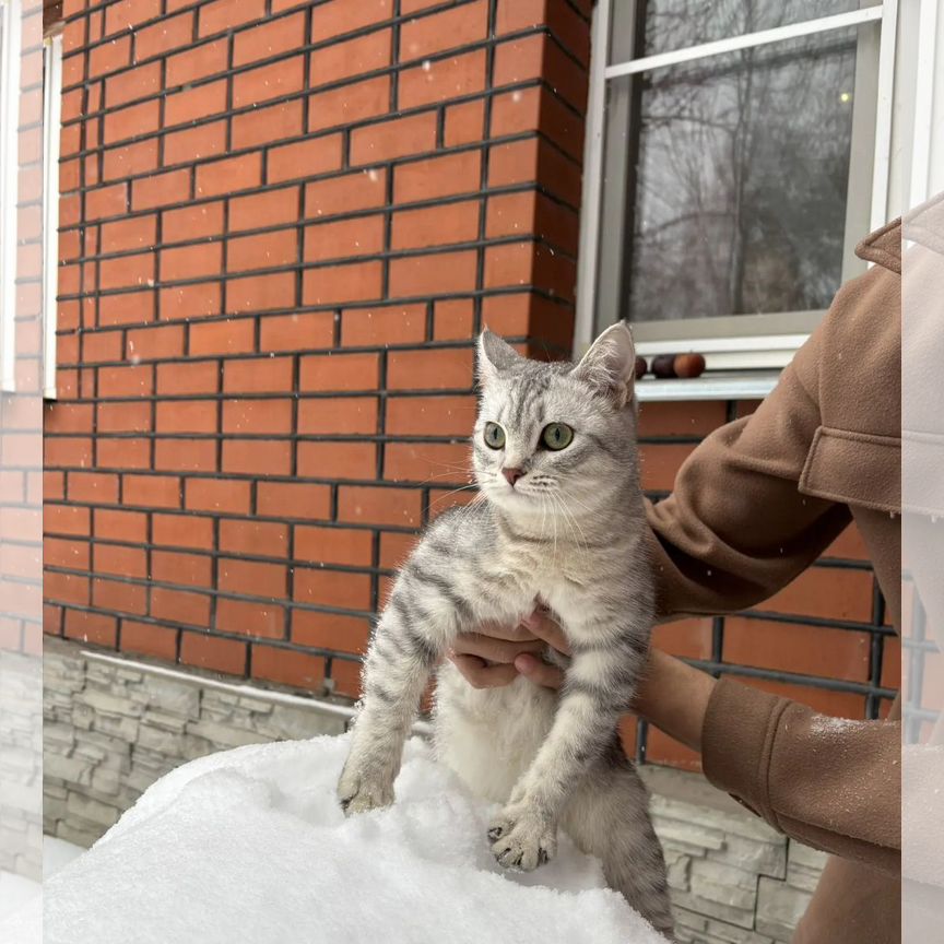 Британская короткошёрстная, взрослая кошка