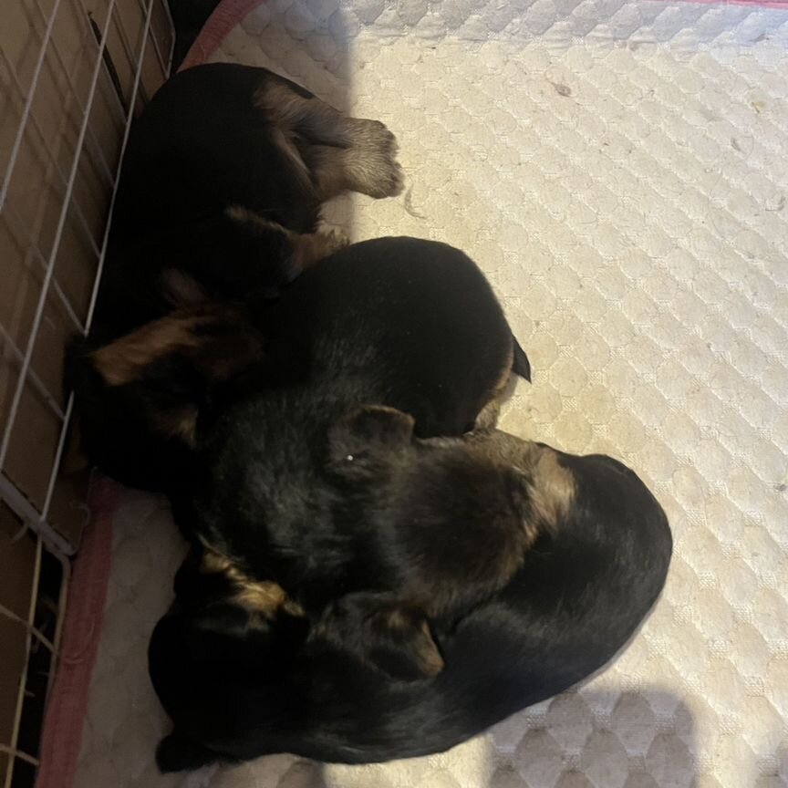 Йоркширский терьер, щенок