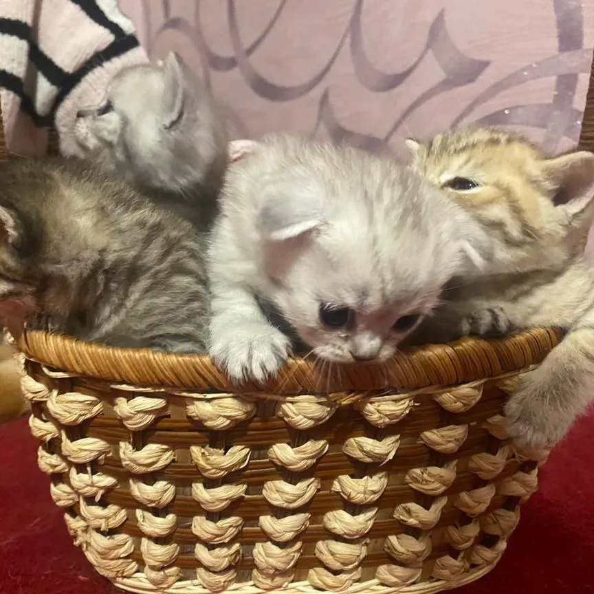 Шотландские котятки