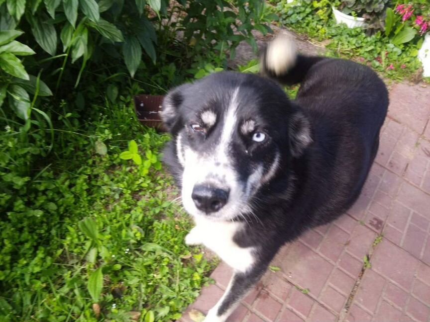 Найдена собака