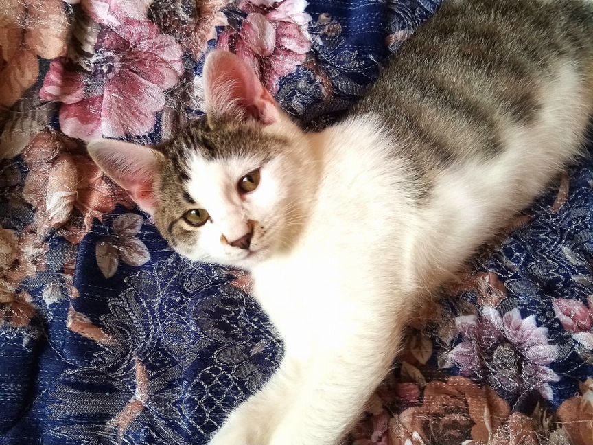 Котик Тошка