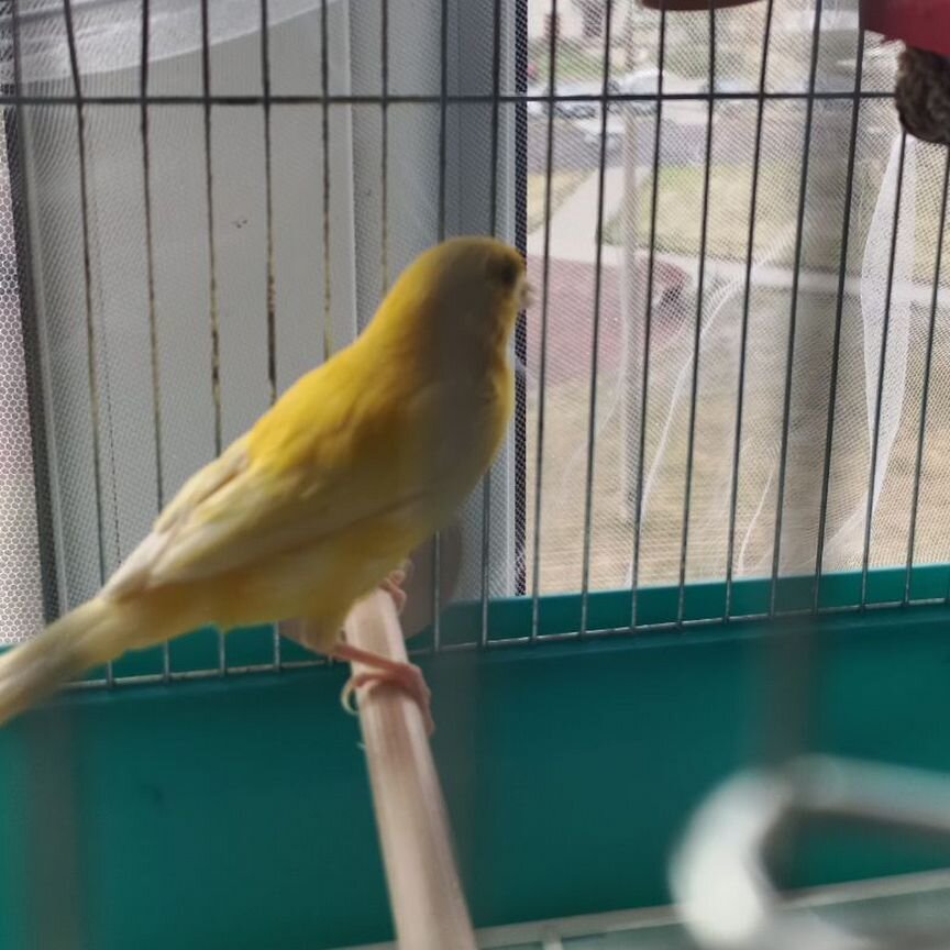 Молодые Кенары и Канарейки