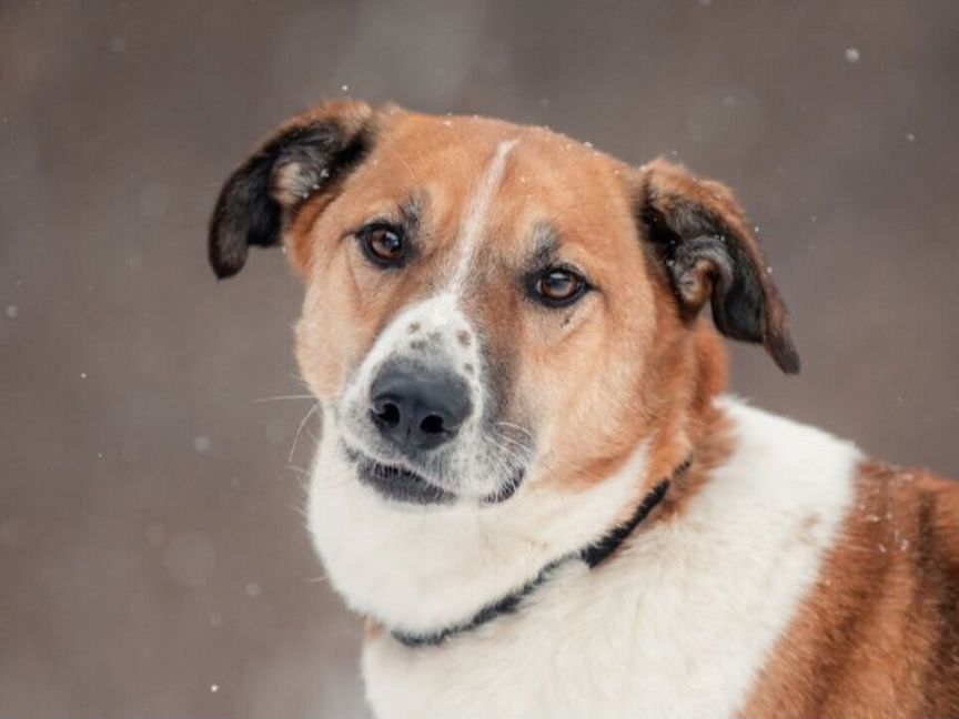 Лео хочет домой