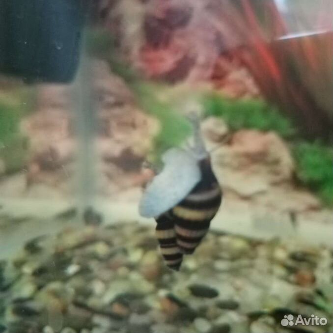 Улитка хелена, ампулярии