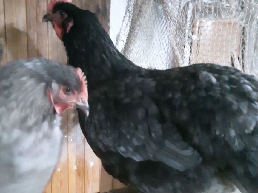 Куры петухи Кохинхин,брама